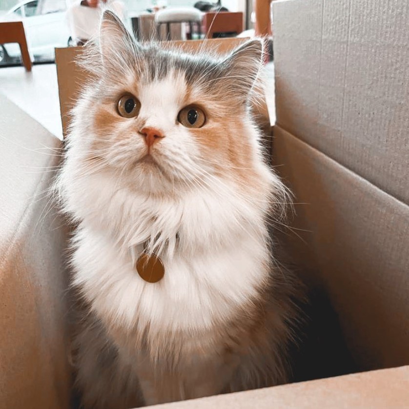 Home | Cat Cafe Vibrissae