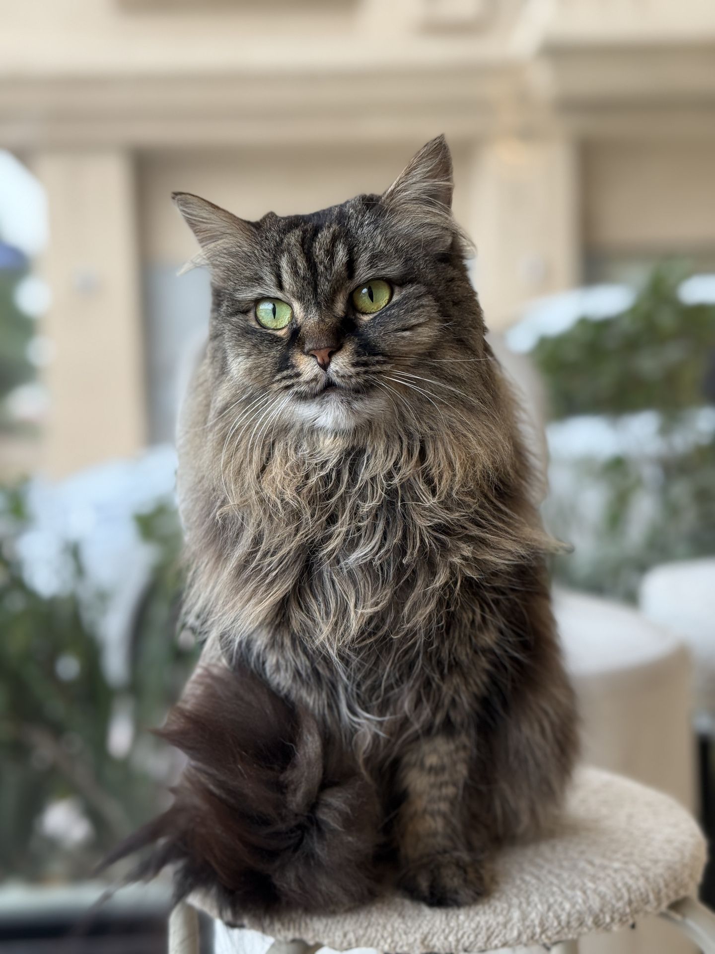 Home | Vibrissae Cat Cafe