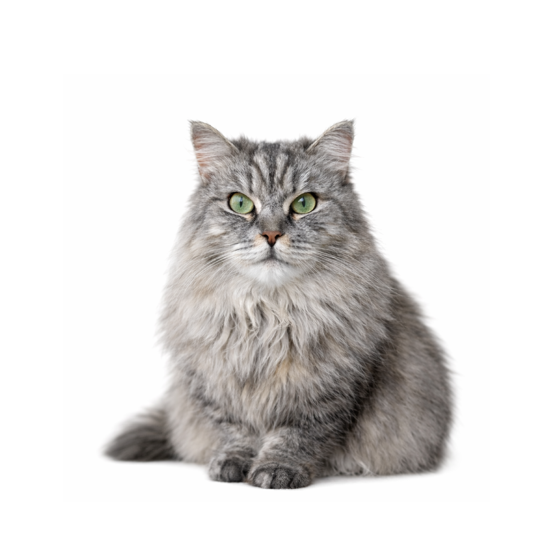 Cat Adoption in Dubai | Cat Café Vibrissae